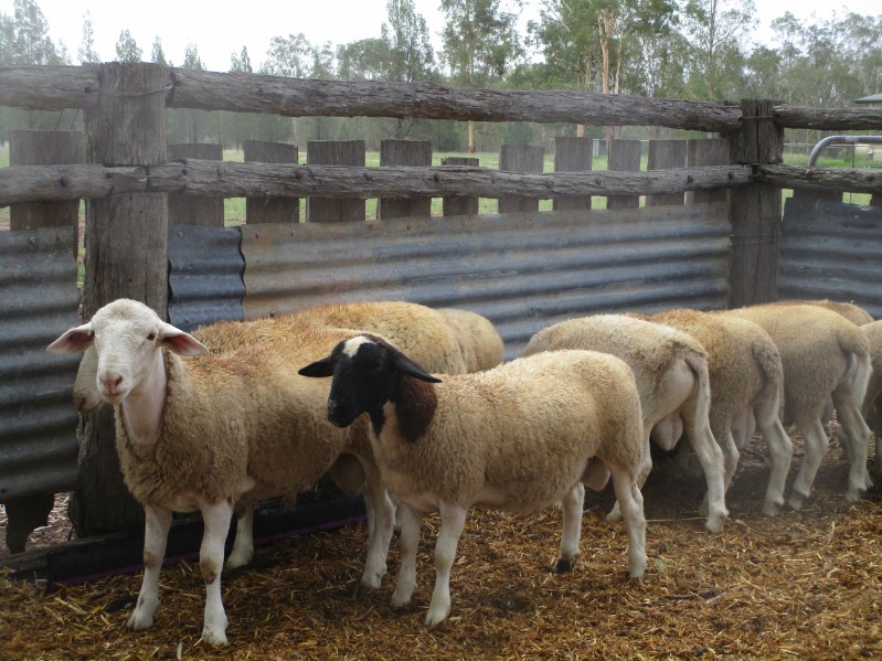 Lot 102 - 9 Ram Lambs | AuctionsPlus