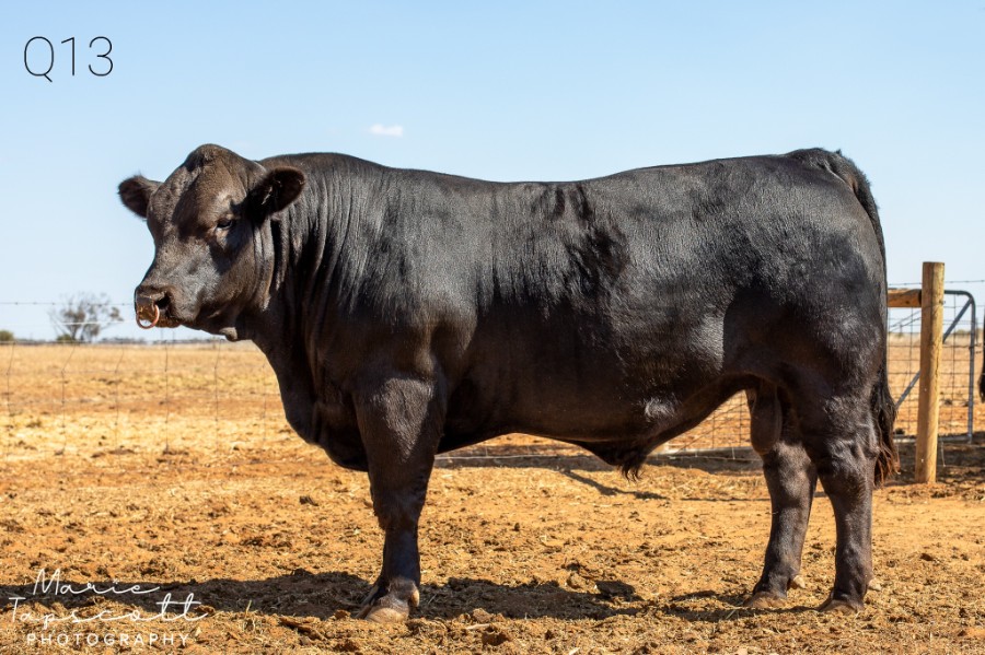 Lot 622 - 1 Stud Bull | AuctionsPlus