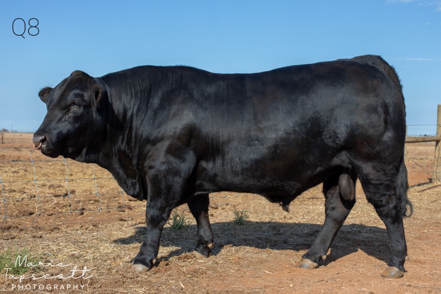 Lot 620 - 1 Stud Bull | AuctionsPlus