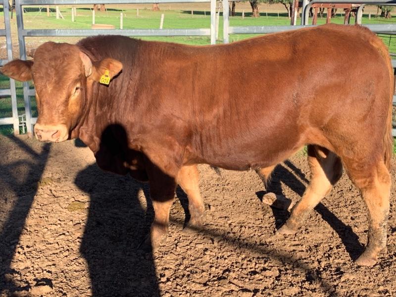 Lot 2 - 1 Stud Bull | AuctionsPlus