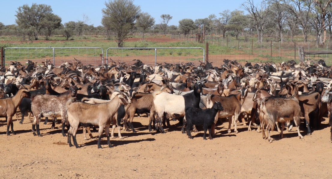 Lot 400 - 490 Goats - Does | AuctionsPlus