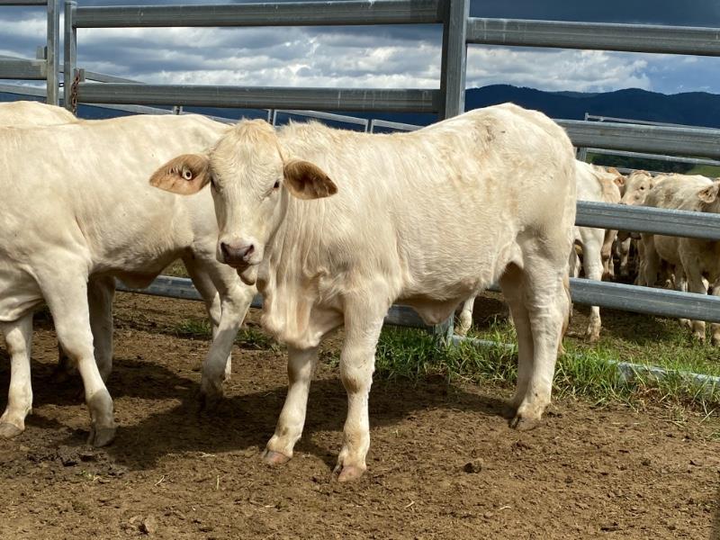 Lot 168 - 40 Unweaned Heifers | AuctionsPlus