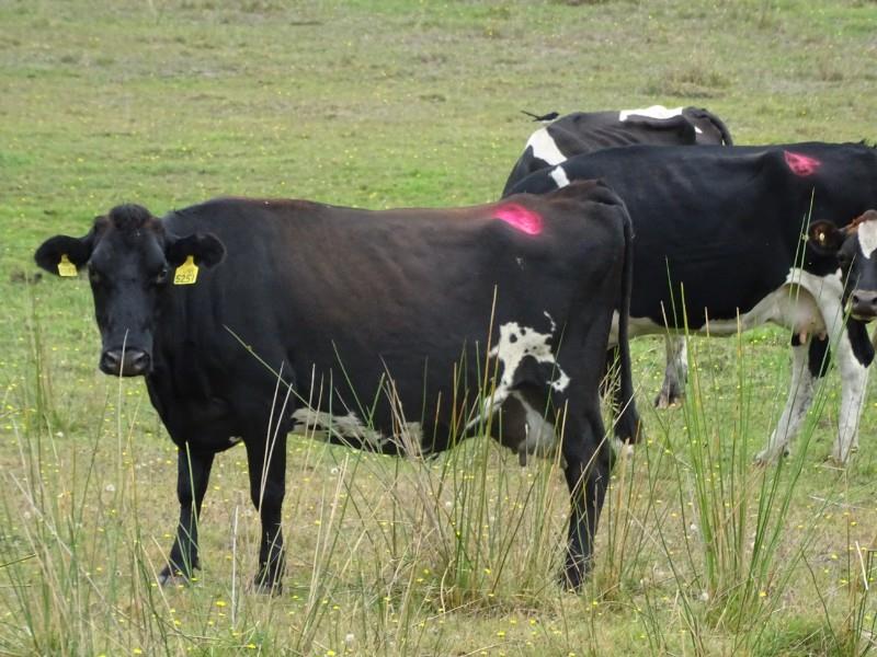 Lot 652 - 29 Slaughter Cows | AuctionsPlus