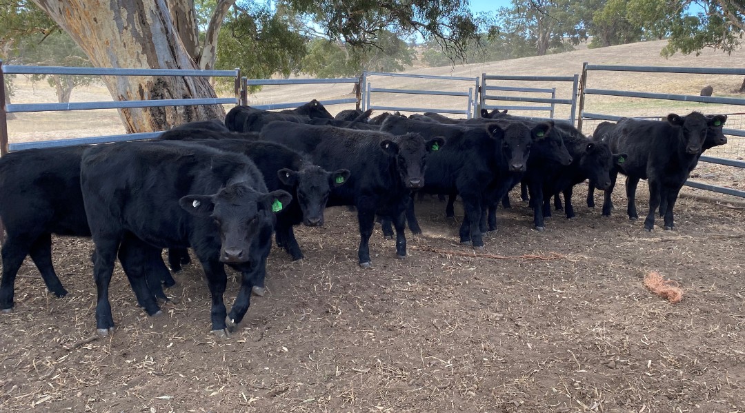Lot 370 - 24 Unweaned Heifers | AuctionsPlus