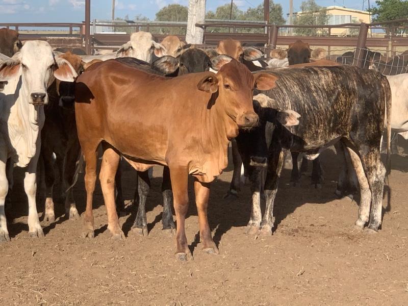 Lot 117 - 192 Station Mated Heifers | AuctionsPlus