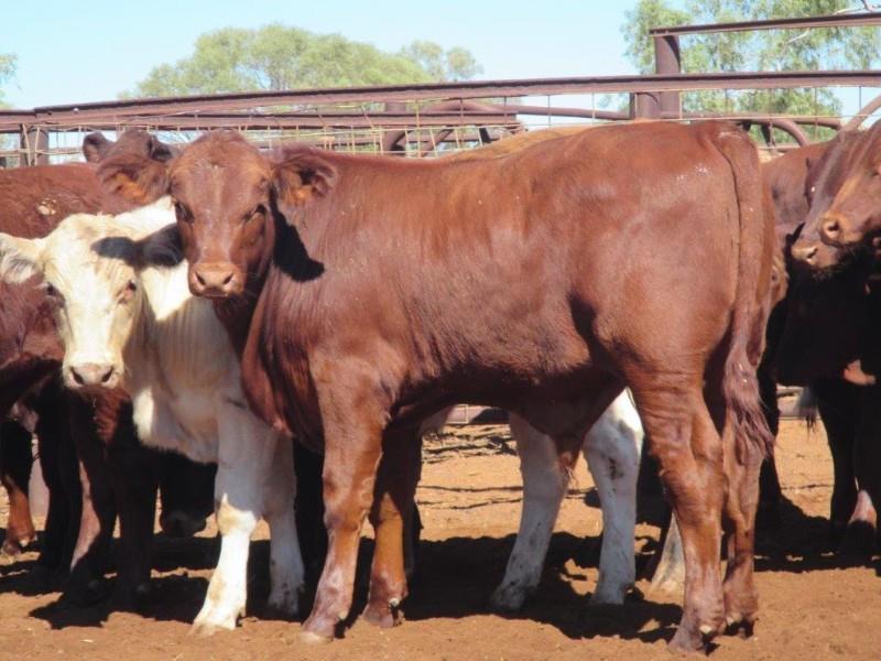 Lot 136 - 25 Bulls | AuctionsPlus