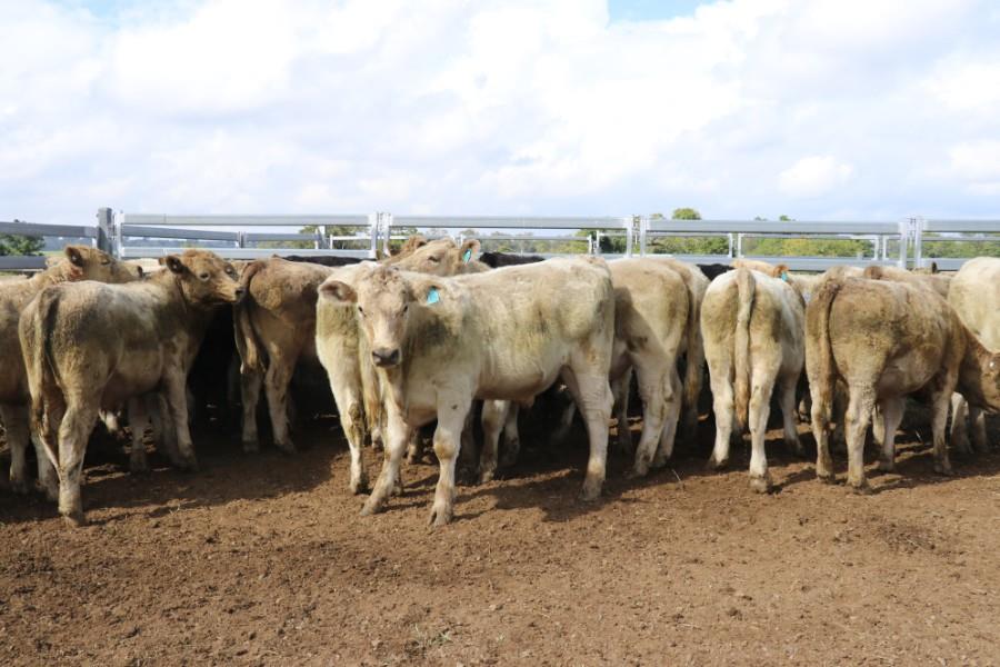 Lot 231 - 37 Unweaned Steers | AuctionsPlus