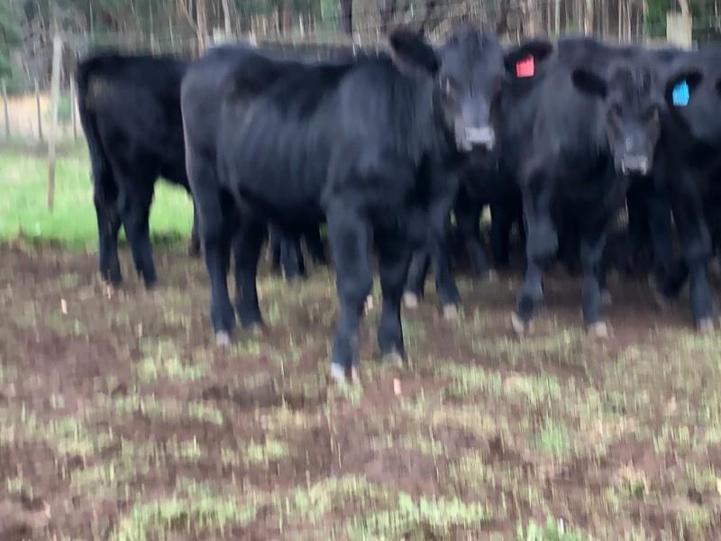 Lot 483 - 20 Weaned Steers | AuctionsPlus