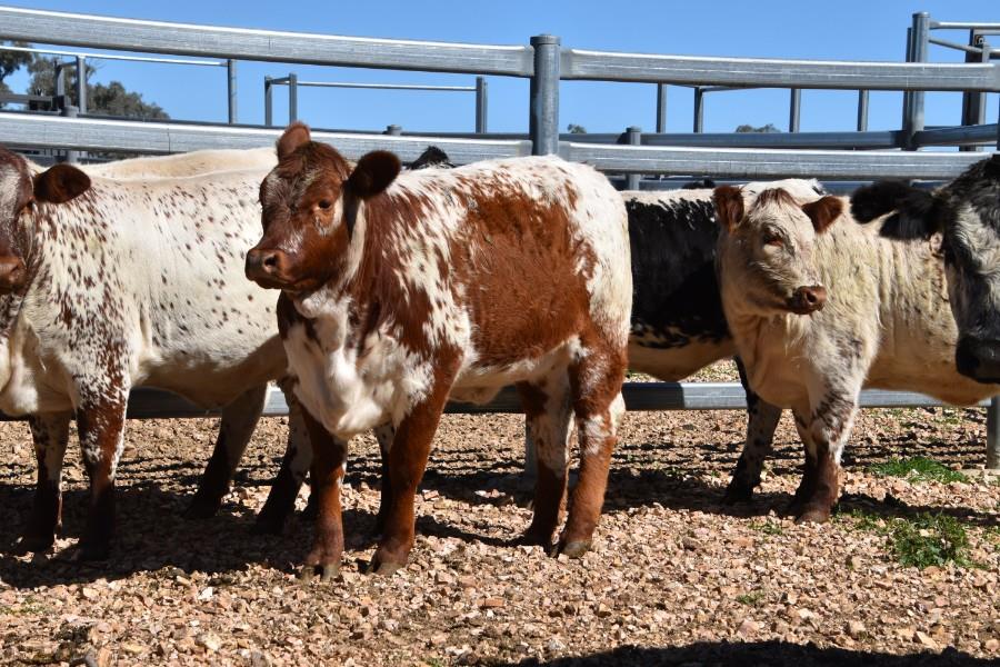 Lot 358 - 11 Unweaned Heifers | AuctionsPlus