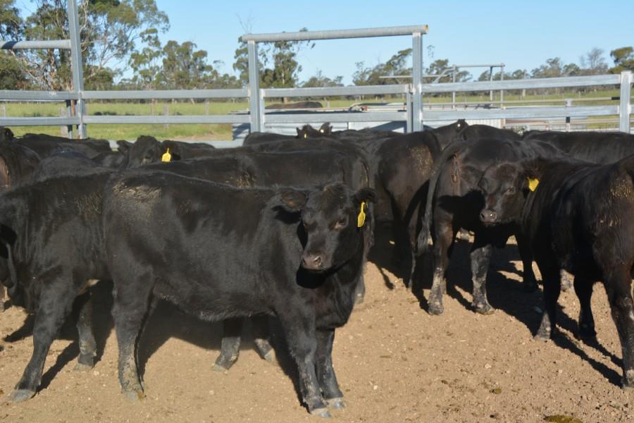 Lot 221 - 34 Unweaned Heifers | AuctionsPlus