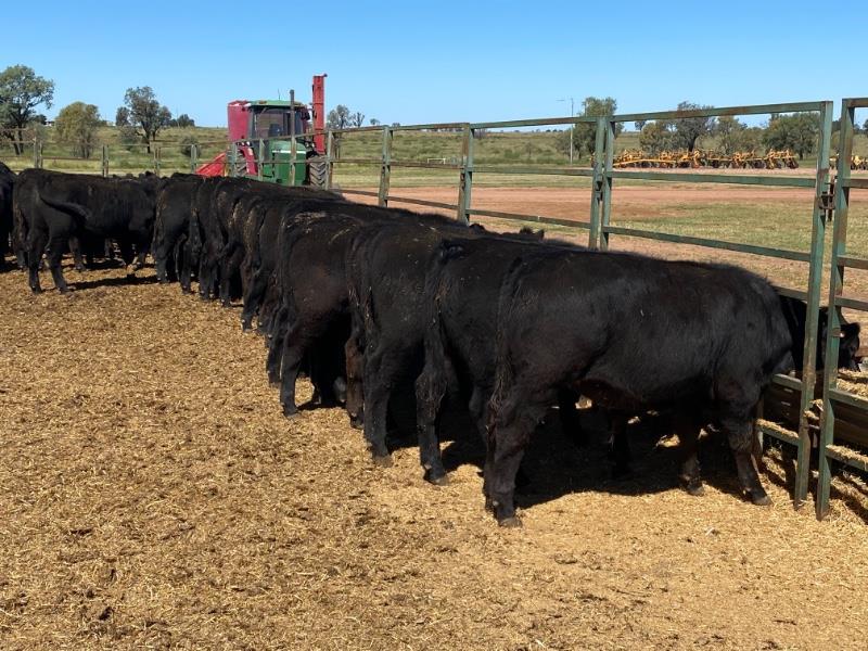 Lot 219 - 76 Weaned Steers | AuctionsPlus
