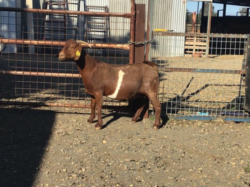 Lot 2 - 1 Goat - Doe | AuctionsPlus