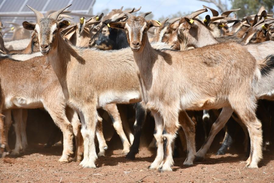 Lot 5 - 270 Goats - Does | AuctionsPlus