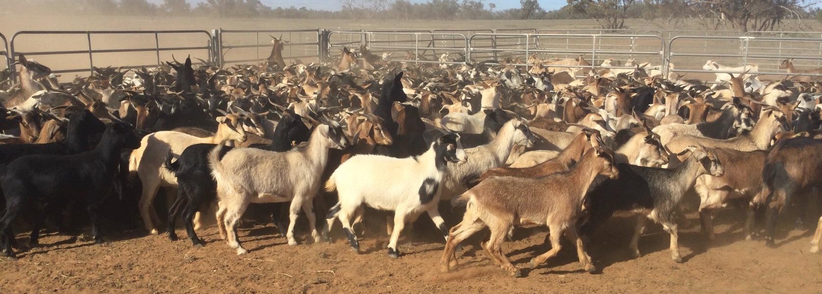 Lot 19 - 240 Goats - Does | AuctionsPlus