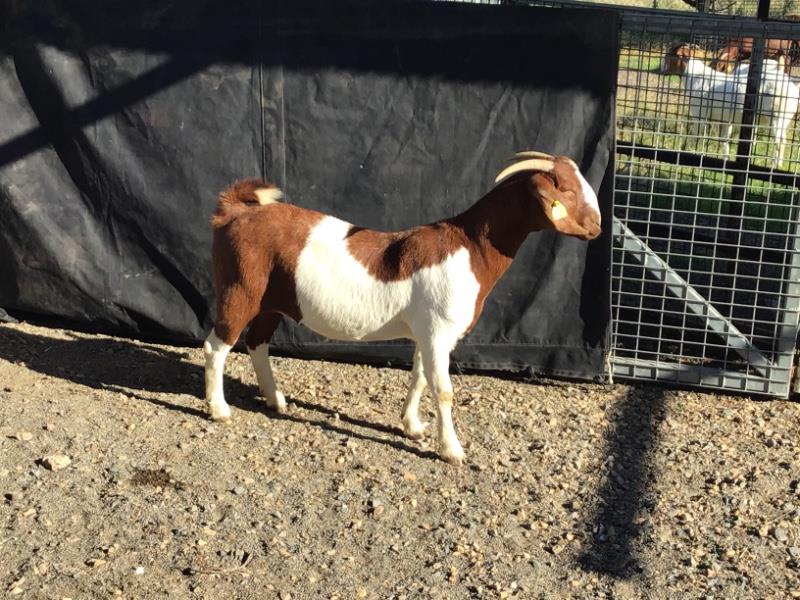 Lot 65 - 1 Goat - Doe | AuctionsPlus