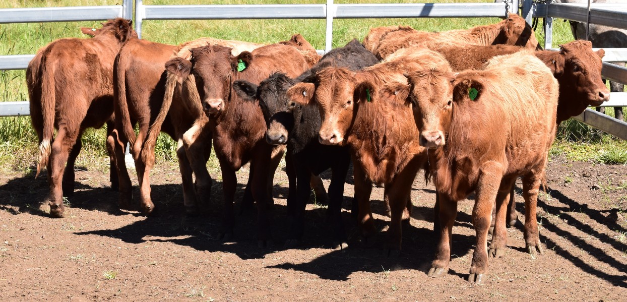 Lot 673 - 9 Unweaned Heifers | AuctionsPlus