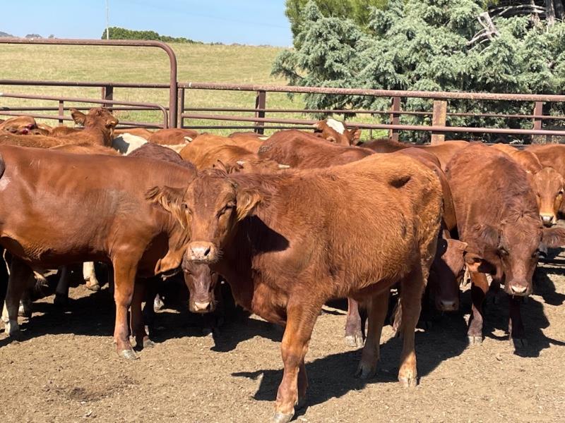Lot 826 - 39 Backgrounder Steers | AuctionsPlus