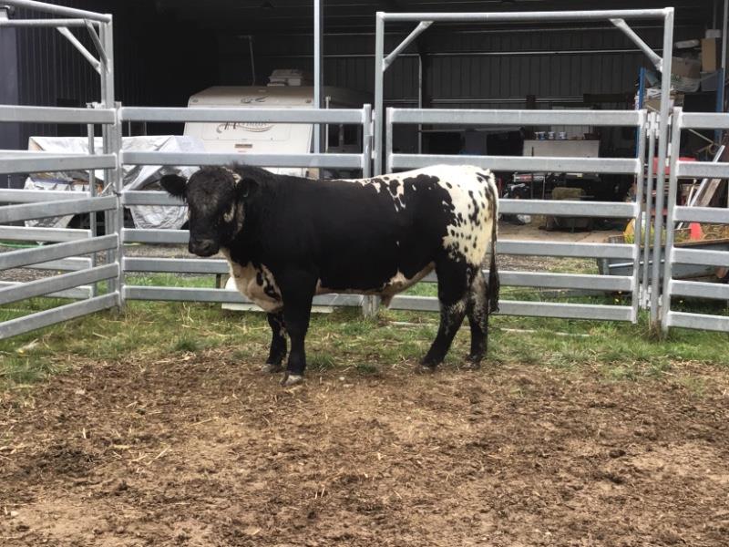 Lot 3 - 1 Stud Bull | AuctionsPlus
