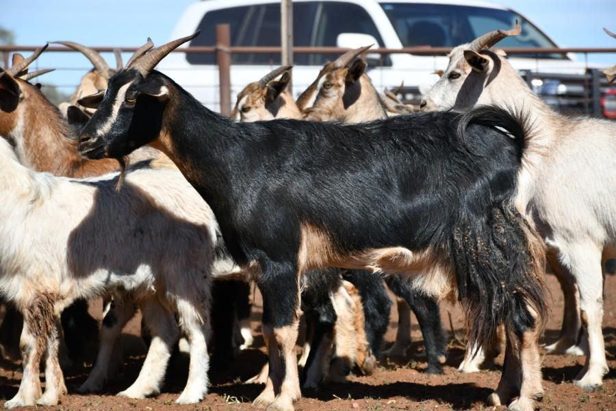 Lot 2 - 460 Goats - Does | AuctionsPlus
