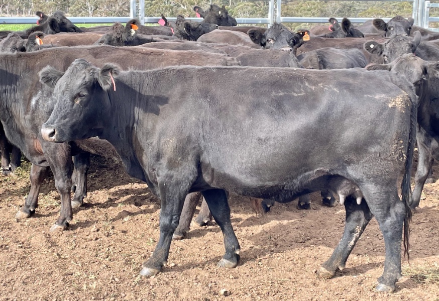 Lot 430 - 23 NSM Cows & 23 Calves | AuctionsPlus
