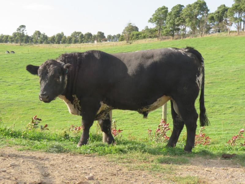 Lot 1 - 1 Stud Bull | AuctionsPlus