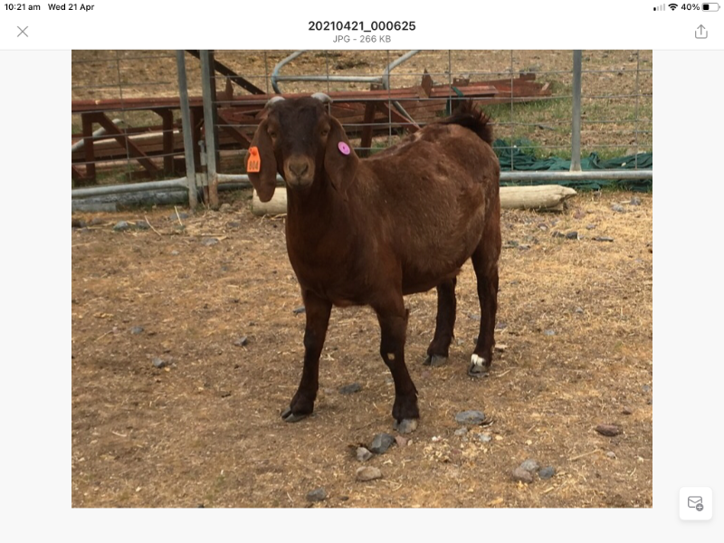 Lot 54 - 1 Goat - Doe | AuctionsPlus