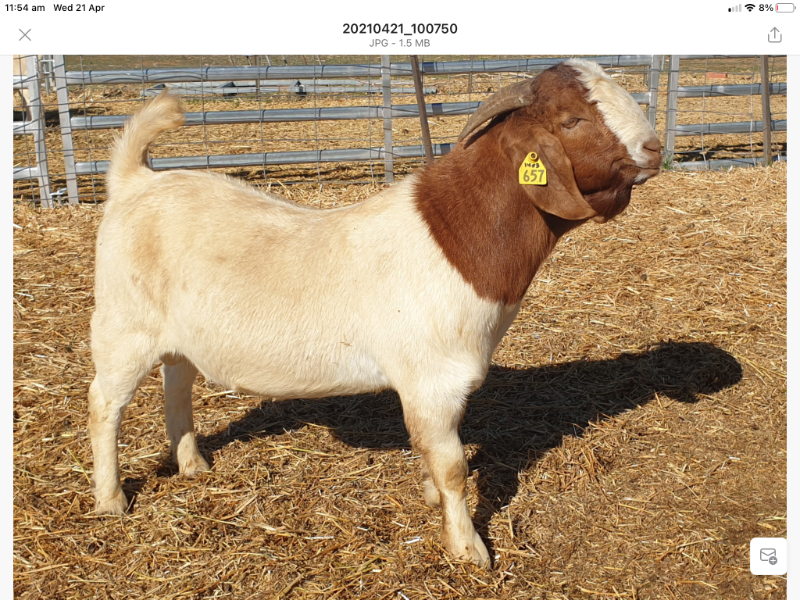 Lot 61 - 1 Goat - Buck | AuctionsPlus