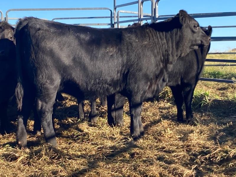 Lot 112 - 31 Unweaned Heifers | AuctionsPlus