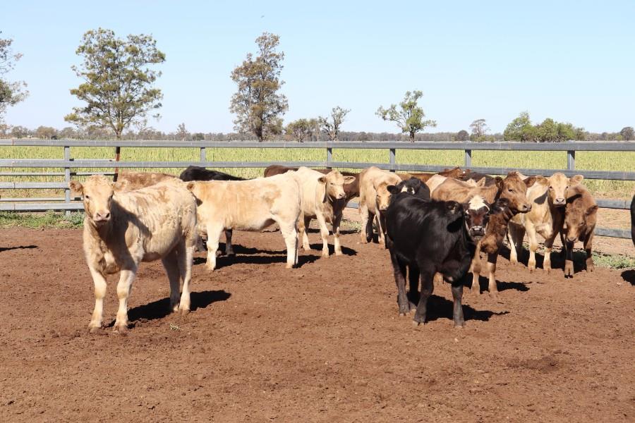 Lot 661 - 26 Unweaned Heifers | AuctionsPlus