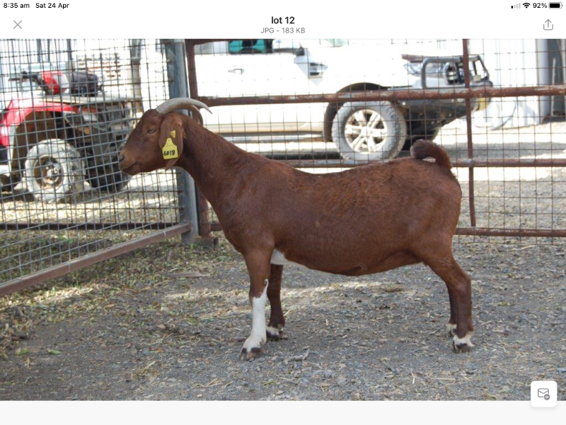 Lot 12 - 1 Goat - Doe | AuctionsPlus