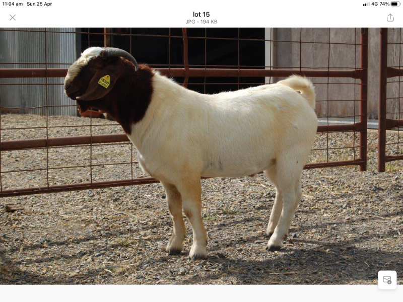 Lot 16 - 1 Goat - Buck | AuctionsPlus