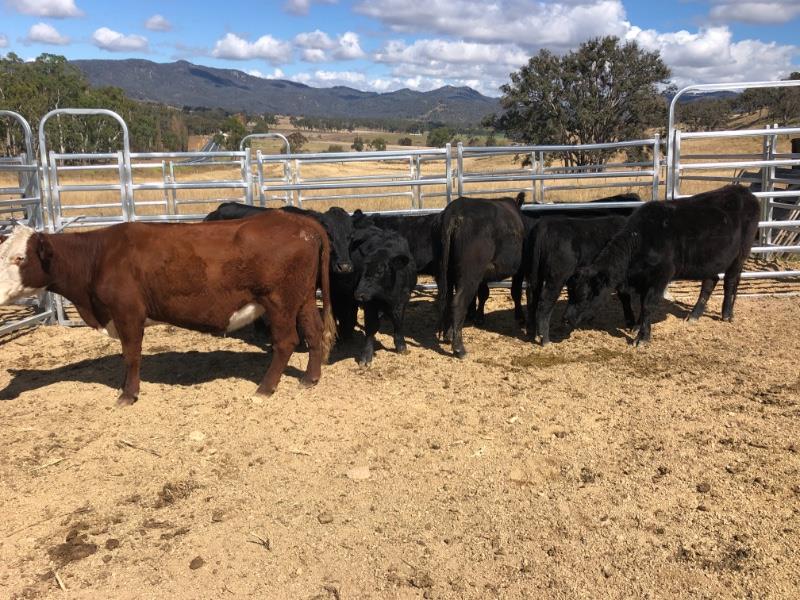 Lot 343 - 4 Cows & 4 Calves | AuctionsPlus