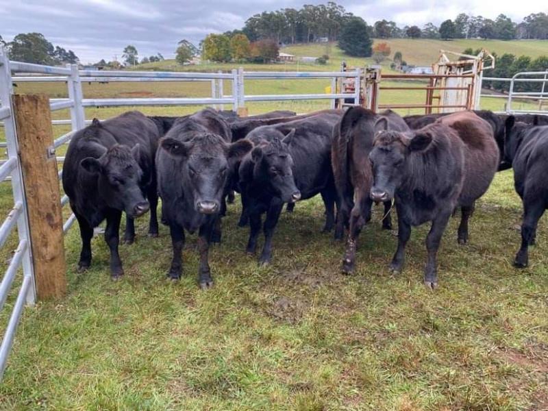 Lot 717 - 12 Yearling Heifers | AuctionsPlus
