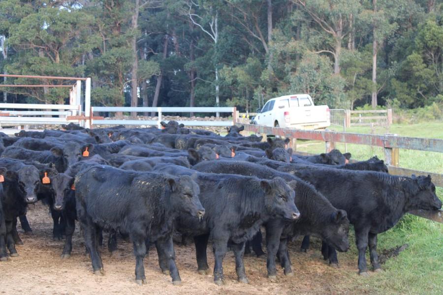 Lot 898 - 76 Weaned Steers | AuctionsPlus