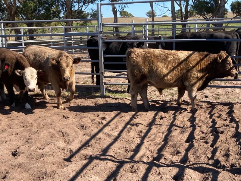 Lot 241 - 13 Unweaned Steers | AuctionsPlus