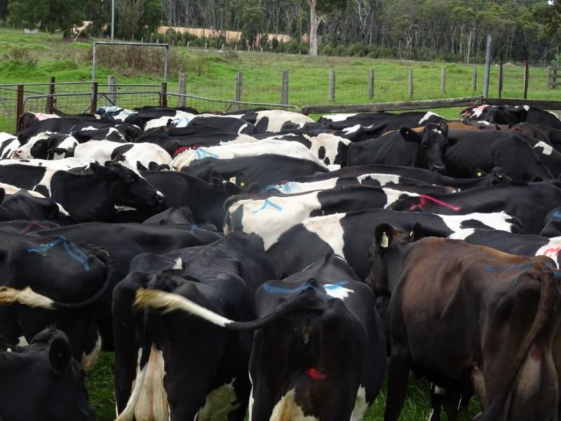 Lot 5 - 108 Slaughter Cows | AuctionsPlus