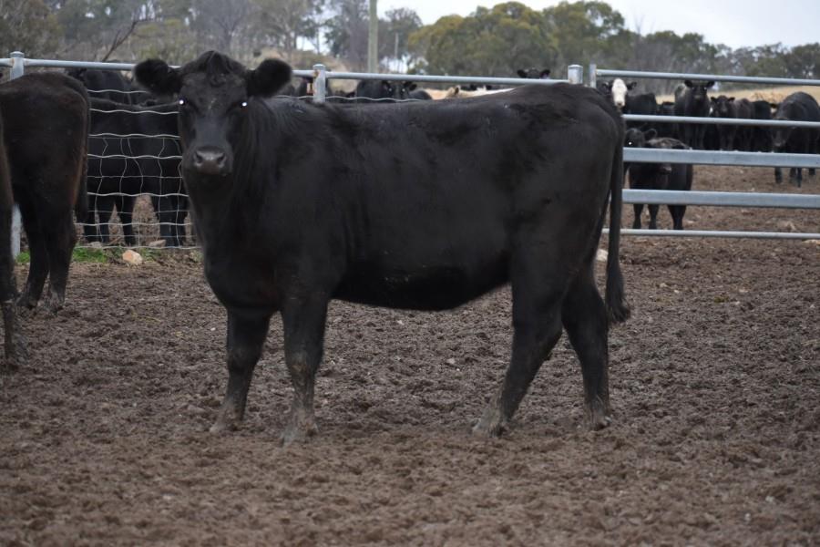 Lot 914 - 15 NSM Future Breeders | AuctionsPlus