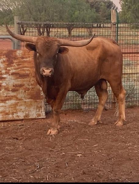 Lot 846 - 1 Bull | AuctionsPlus