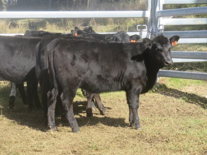 Lot 898 - 17 Unweaned Heifers | AuctionsPlus
