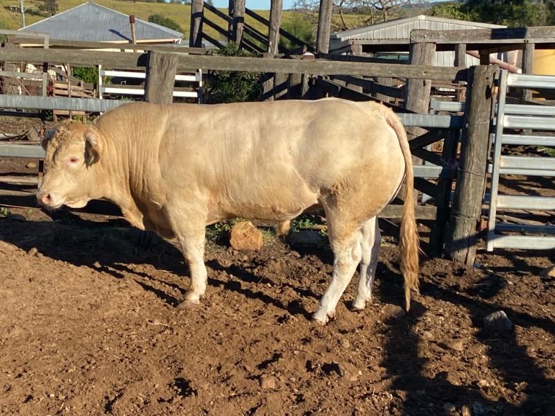 Lot 1 - 1 Stud Bull | AuctionsPlus