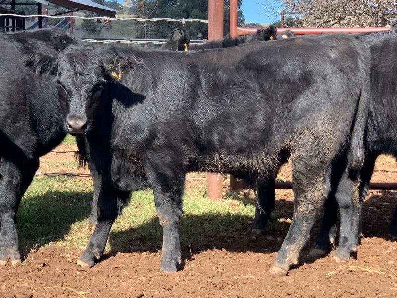 Lot 453 - 9 Unweaned Steers | AuctionsPlus