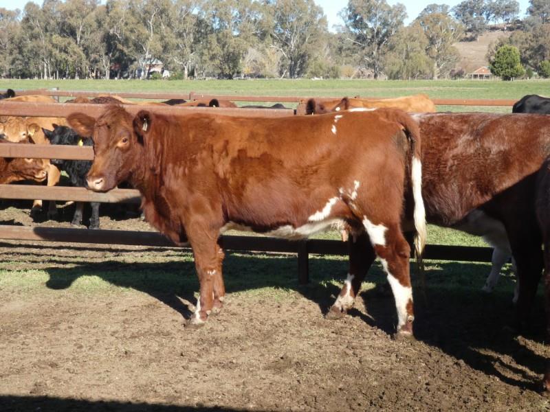 Lot 299 - 5 Heifers & 5 Calves | AuctionsPlus