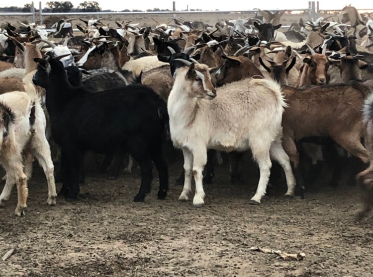 Lot 136 - 300 Goats - Does | AuctionsPlus