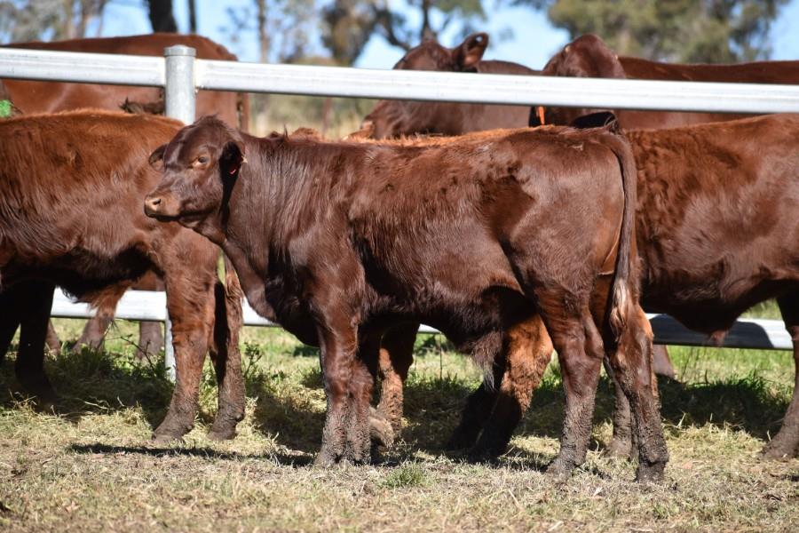 Lot 432 - 37 Unweaned Steers | AuctionsPlus