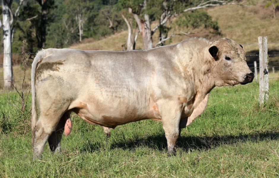Lot 140 - 1 Stud Bull | AuctionsPlus