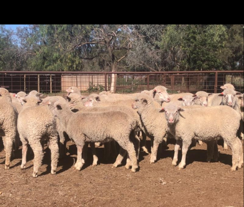 Lot 176 88 Mixed Sex Lambs Auctionsplus
