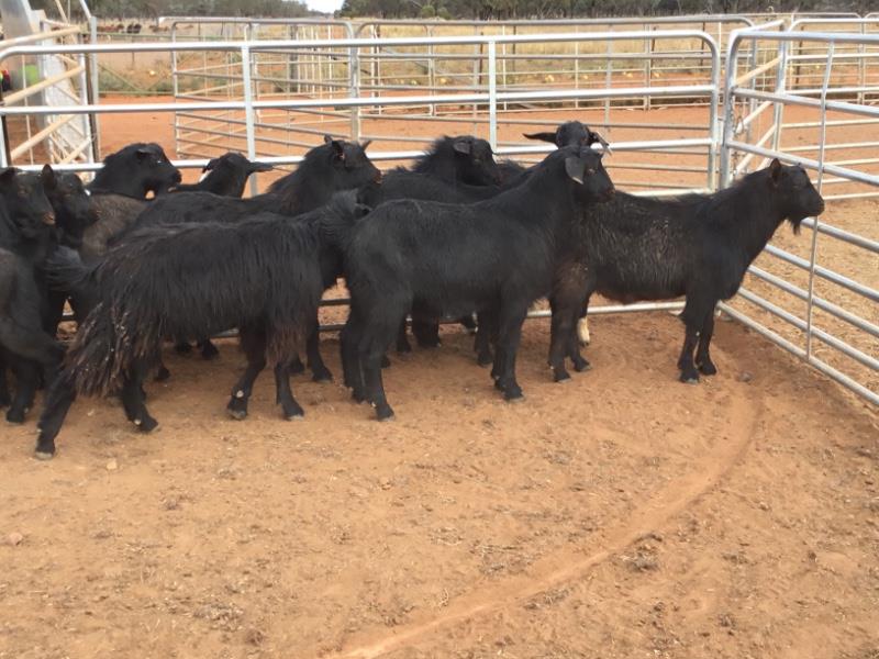 Lot 134 - 12 Goats - Bucks | AuctionsPlus