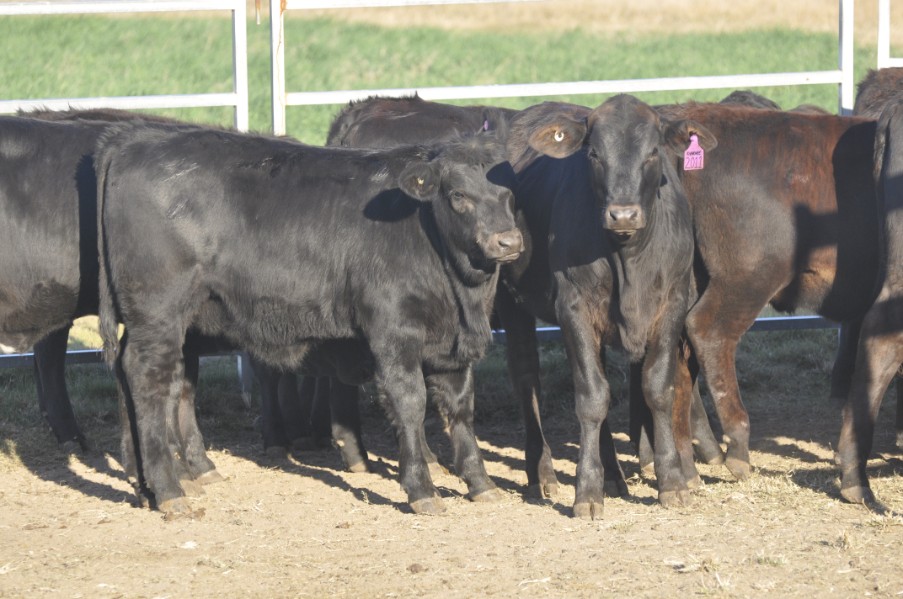 Lot 678 - 21 Unweaned Heifers | AuctionsPlus