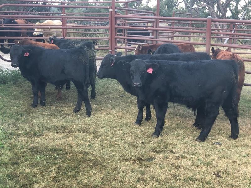 Lot 691 - 21 Unweaned Steers | AuctionsPlus