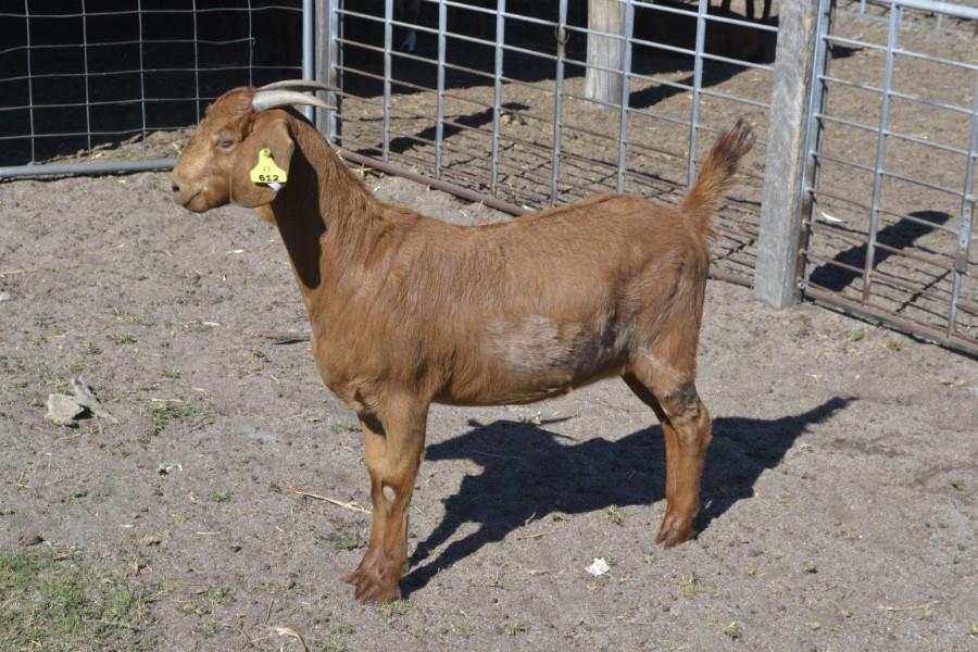 Lot 932 - 1 Goat - Doe | AuctionsPlus